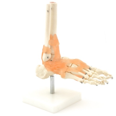 Foot and Ankle Skeleton Model | Health and Care