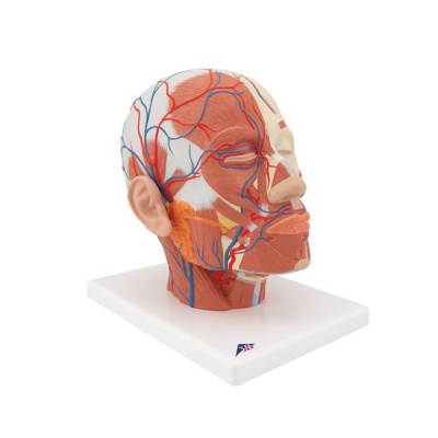 Anatomical Head Musculature Model | Health and Care