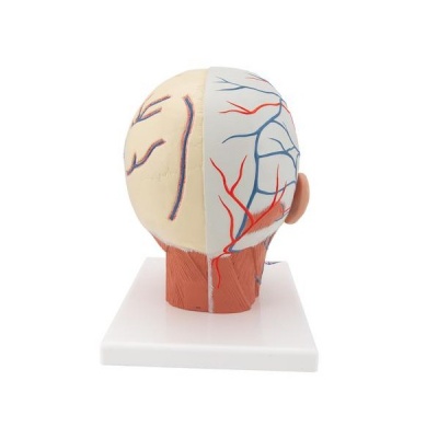 Anatomical Head Musculature Model | Health and Care