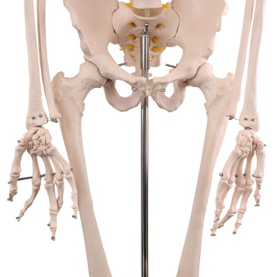 Anatomical Model Life-Size Skeleton | Health and Care