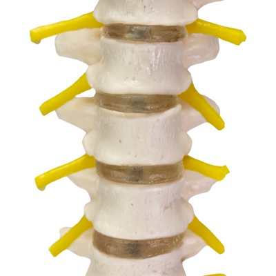 Anatomy Model Life Size Spine & Pelvis | Health and Care
