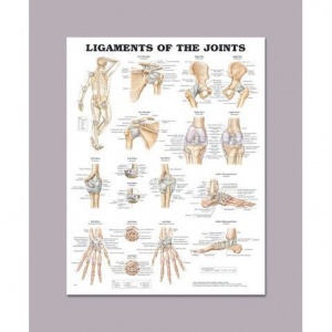 Human Anatomy Charts | Health and Care