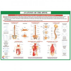Poster Size Anatomy Charts | Health and Care