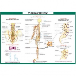 Chartex Spine Anatomical Chart (Nerves) | Health and Care