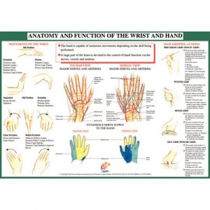 Poster Size Anatomy Charts | Health and Care