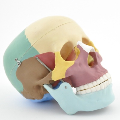 Coloured Skull Model for Teaching and Demonstration | Health and Care