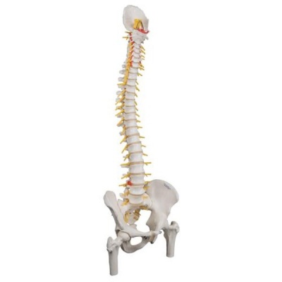 Spine Models | Health and Care