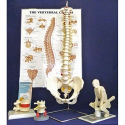 Deluxe Manual Handling Demonstration Kit | Health and Care