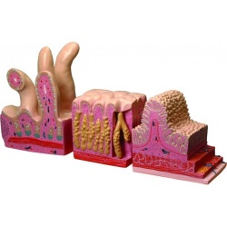 Digestive System Models | Health and Care