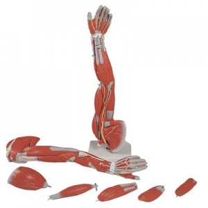Arm and Hand Skeleton Models | Health and Care