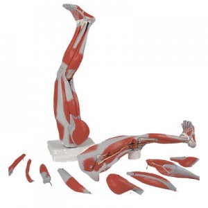 Leg and Foot Skeleton Models | Health and Care