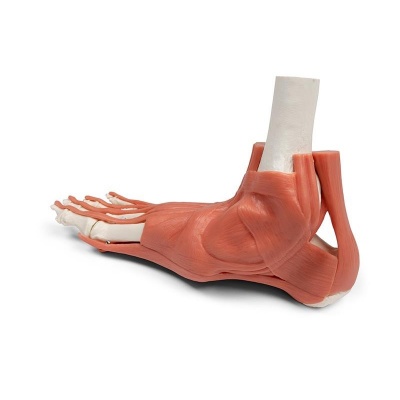 Erler Zimmer Foot Muscles & Tendons Model | Health and Care