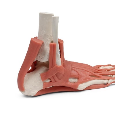 Erler Zimmer Foot Muscles & Tendons Model | Health and Care