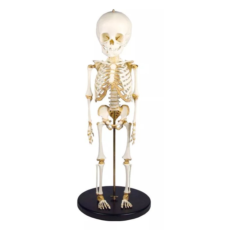 Full Size Skeleton Models | Health and Care