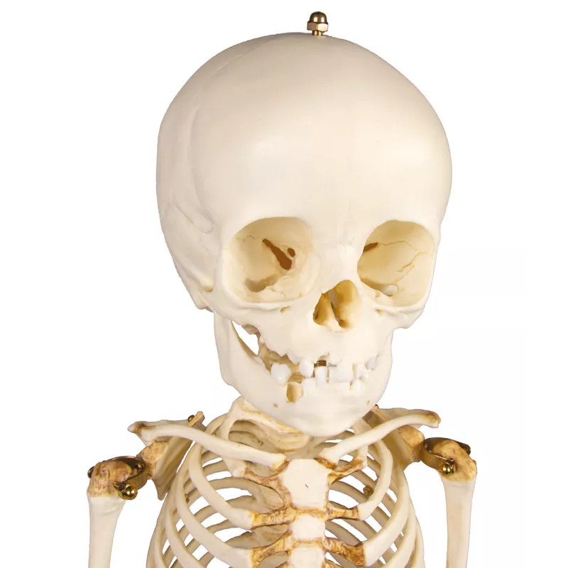 Full Size Skeleton Models | Health and Care