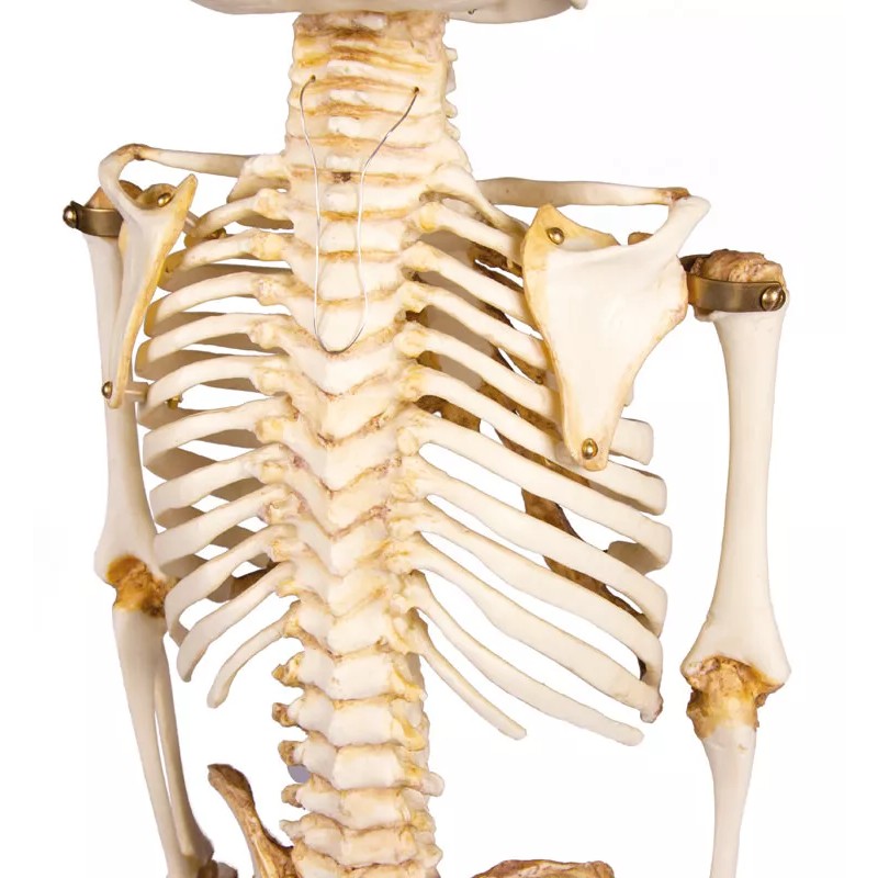 Full Size Skeleton Models | Health and Care