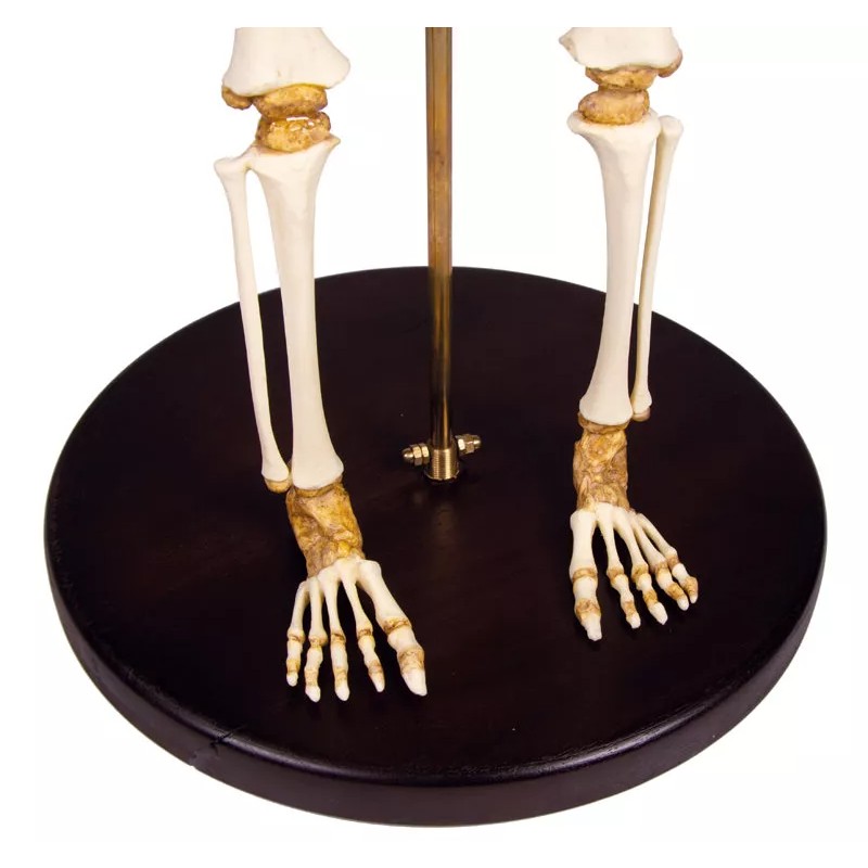 Full Size Skeleton Models | Health and Care