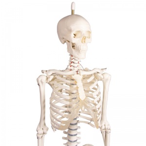 Mini Skeleton Models | Health and Care