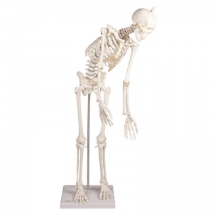 Mini Skeleton Models | Health and Care