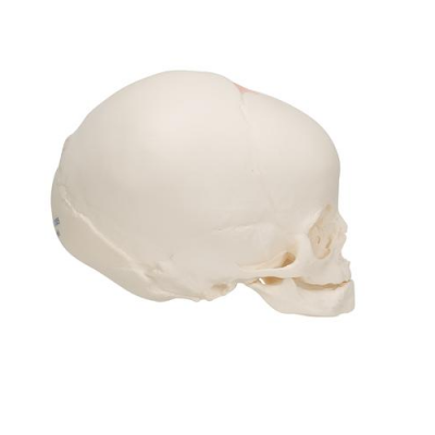 Fetal Skull Model Natural Cast 30Th Week Of Pregnancy On Stand | Health ...