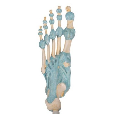 Foot Skeleton Anatomical Model With Ligaments | Health and Care