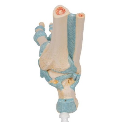 Anatomical Foot Models | Health and Care