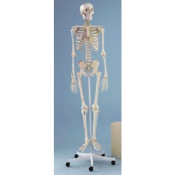 Full Size Skeleton Models | Health and Care
