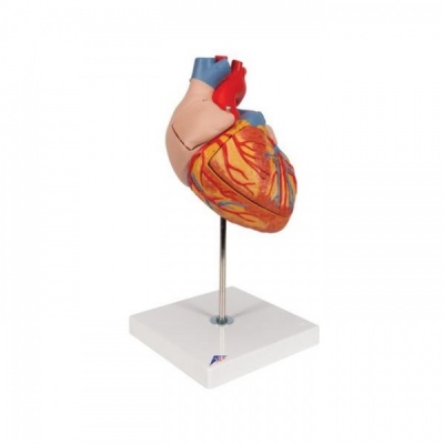 Laminated Human Heart Chart | Health and Care