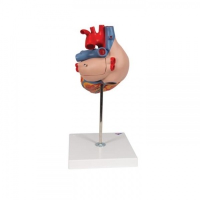 Heart & Circulatory Models | Health and Care