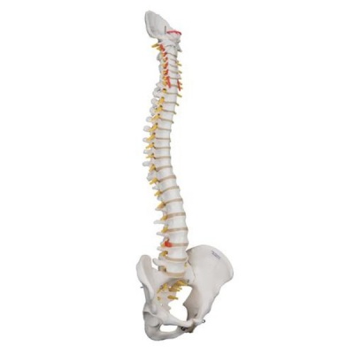 Highly Flexible Human Spine Anatomical Model | Health and Care