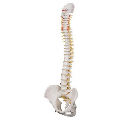 Spine Models | Health and Care