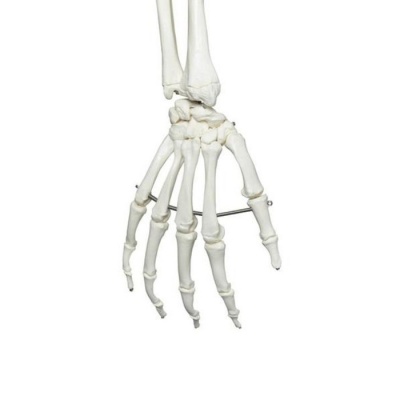Anatomical Model Skeleton Stan A10 | Health and Care