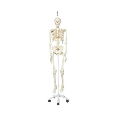 Human Anatomical Skeleton Model Stan On Stand | Health and Care