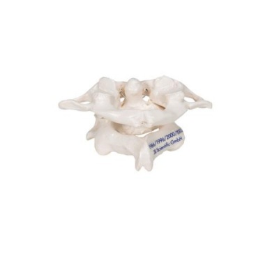 Individual Bone Models | Health and Care