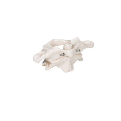 Individual Bone Models | Health and Care