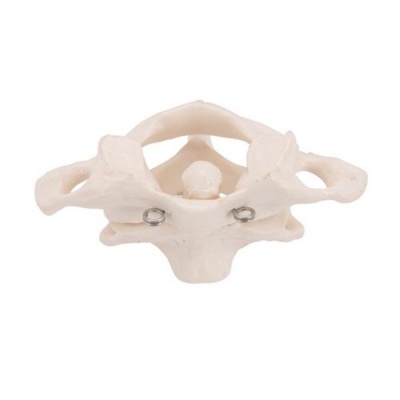 Individual Bone Models | Health and Care