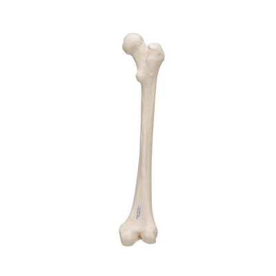 Leg and Foot Skeleton Models | Health and Care