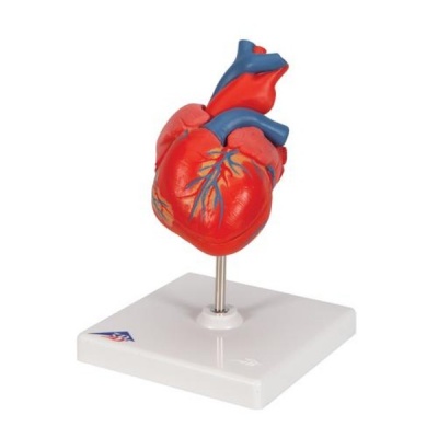 Heart & Circulatory Models | Health and Care