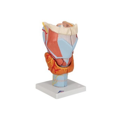 Human Larynx Anatomical Model | Health and Care