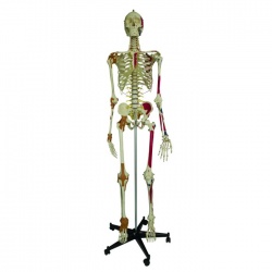 Model Skeleton Human Full Size Super | Health and Care