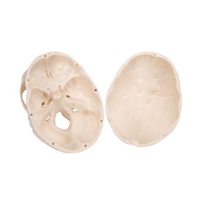 Human Skull Classic Anatomical Model | Health and Care