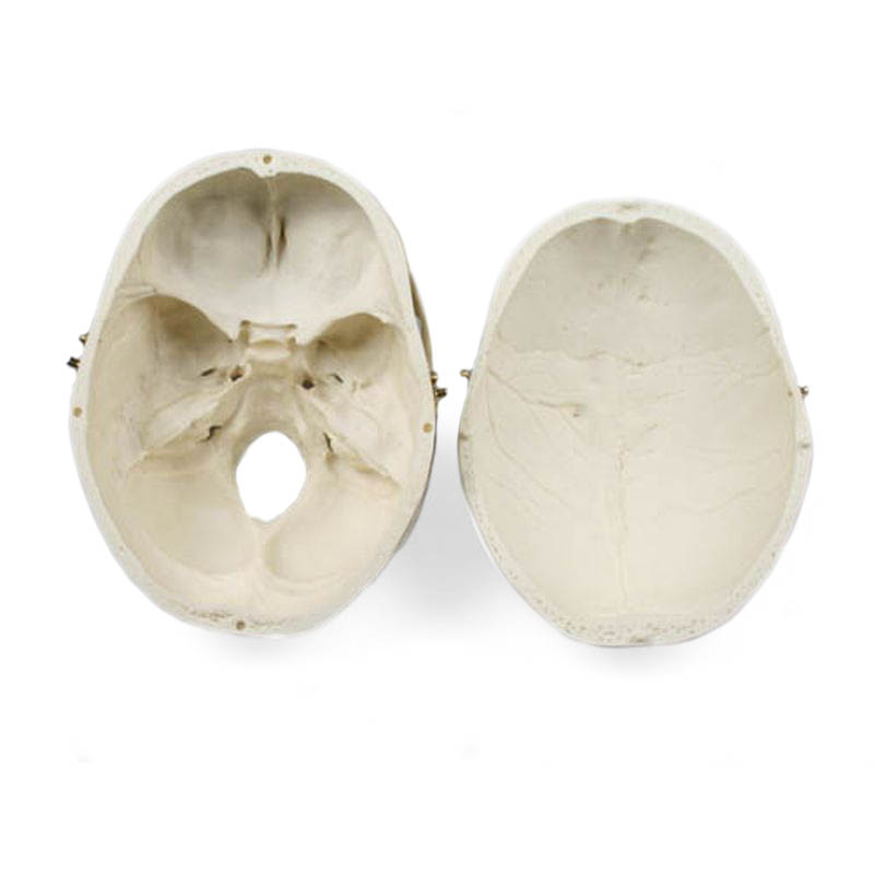 Adult Female Model Skull | Health and Care