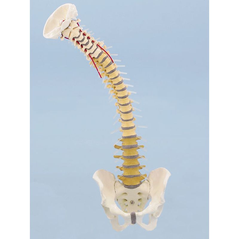 Colour-Coded Vertebral Column Model | Health and Care