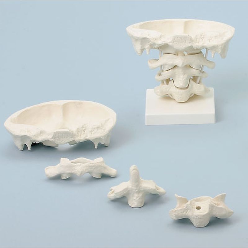 Head Articulations Enlarged Model | Health and Care