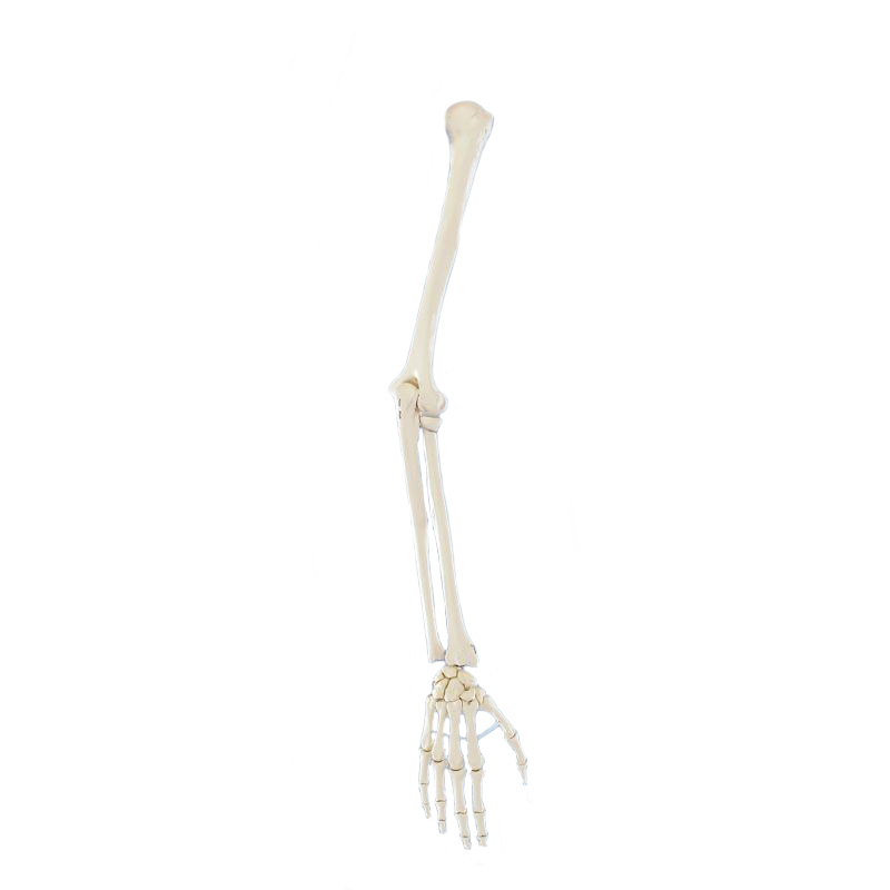 Arm Skeleton Model | Health and Care