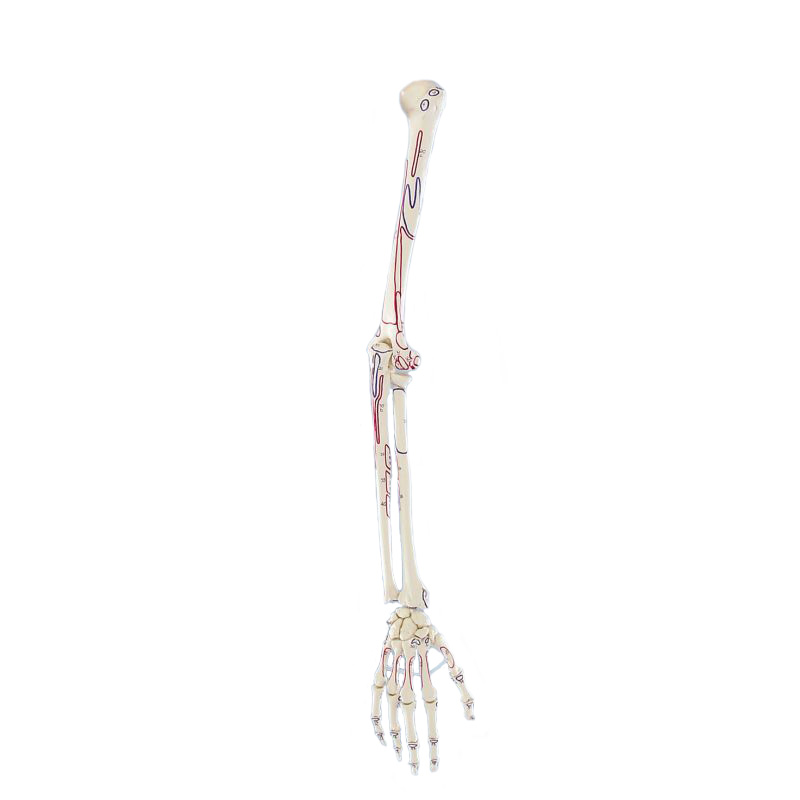 Arm Skeleton Model with Muscle Markings | Health and Care