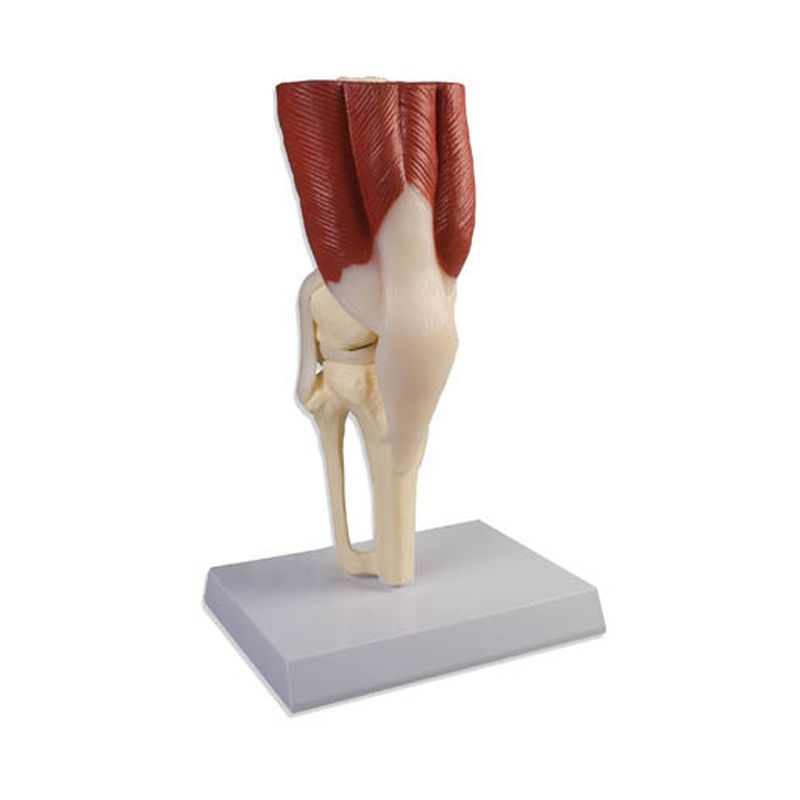 Knee Joint Model with Muscles | Health and Care