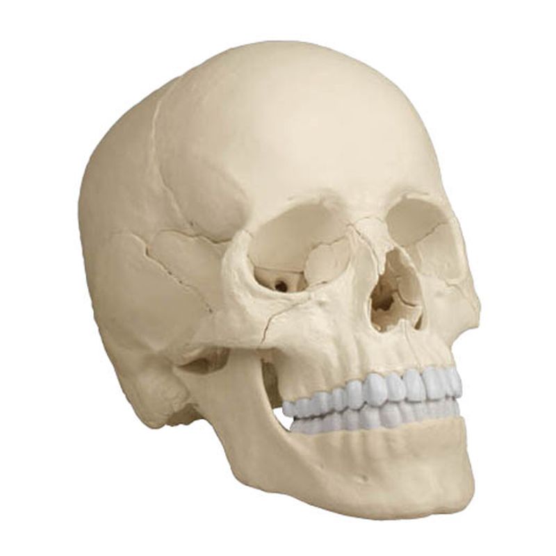 Detailed Model Skull | Health and Care