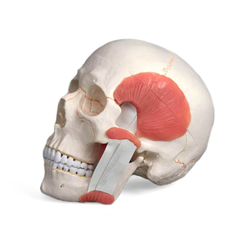 Model Skull with Masticatory Muscles | Health and Care