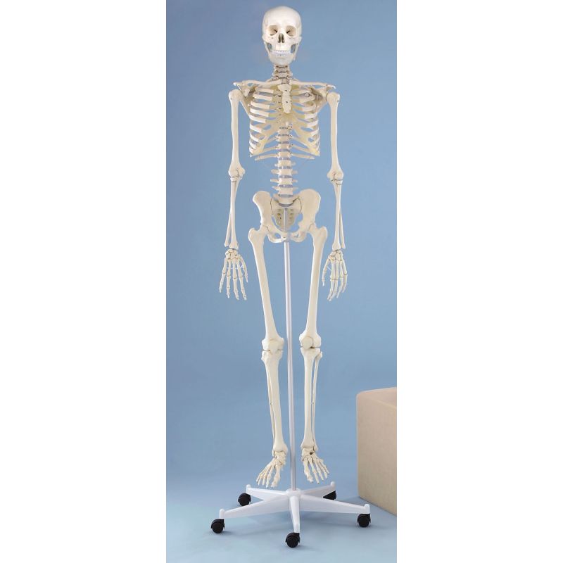 Didactic Model Skeleton Oscar | Health and Care